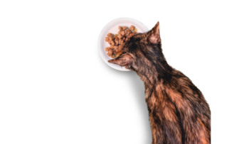 Our brands | PPF - Partner in Pet Food
